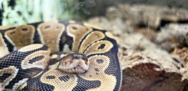 DFW REPTARIUM - 65 Photos & 62 Reviews - Pet Stores - 2220 Coit Rd ...