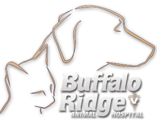 VCA BUFFALO RIDGE ANIMAL HOSPITAL - Updated January 2026 - 12 Photos ...