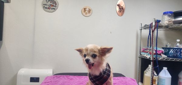 TIMBER TAILS - Updated December 2025 - 10 Photos - 611 South Main St ...