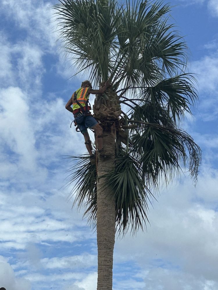 RONNIE MILLER TREE - Updated August 2025 - Request a Quote - Daytona ...