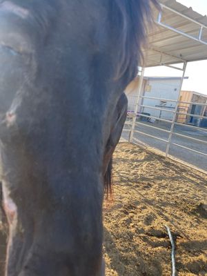 KYLE CANYON RANCH - Updated May 2025 - 82 Photos & 12 Reviews - 13820 ...