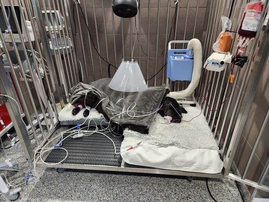 VCA CANADA CENTRAL VICTORIA VETERINARY HOSPITAL - Updated December 2025 ...