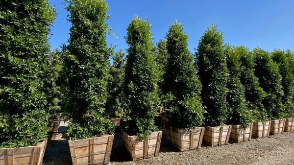 MOON VALLEY NURSERIES - Updated January 2025 - 88 Photos & 48 Reviews ...