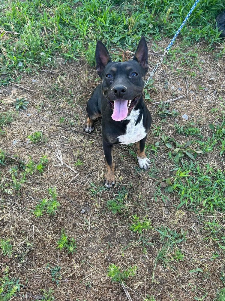 THE PET HAVEN ANIMAL SHELTER - Updated December 2025 - 302 Wyatt Rd ...