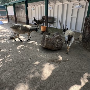 OC ZOO IRVINE REGIONAL PARK - Updated November 2024 - 49 Photos & 23 ...