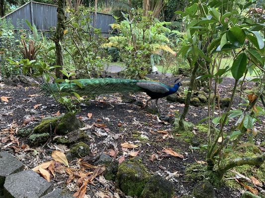 PANA’EWA RAINFOREST ZOO & GARDENS - 636 Photos & 187 Reviews - Zoos ...