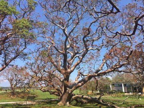 TREE SERVICE CALGARY - Updated December 2025 - 25 Photos - 538 ...