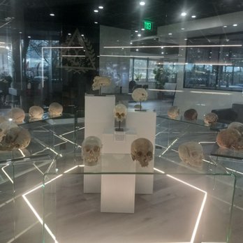 THE SKULL MUSEUM - Updated January 2026 - 134 Photos & 64 Reviews ...