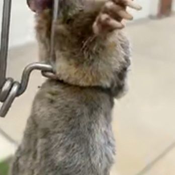 MOLE MASTERS - Updated October 2025 - 13350 State Hwy 155, Tyler, Texas ...