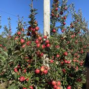 HOLMBERG ORCHARDS - 233 Photos & 83 Reviews - 12 Orchard Ln, Gales ...