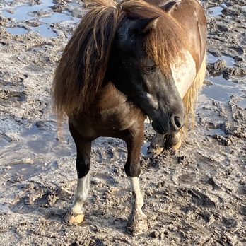 HIDDEN PALMS RANCH - 65 Photos & 22 Reviews - 1410 Oakway, Sanford ...