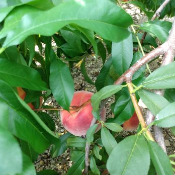 GOGLE FARMS - Updated October 2025 - 34 Photos - 5017 Mulberry St ...