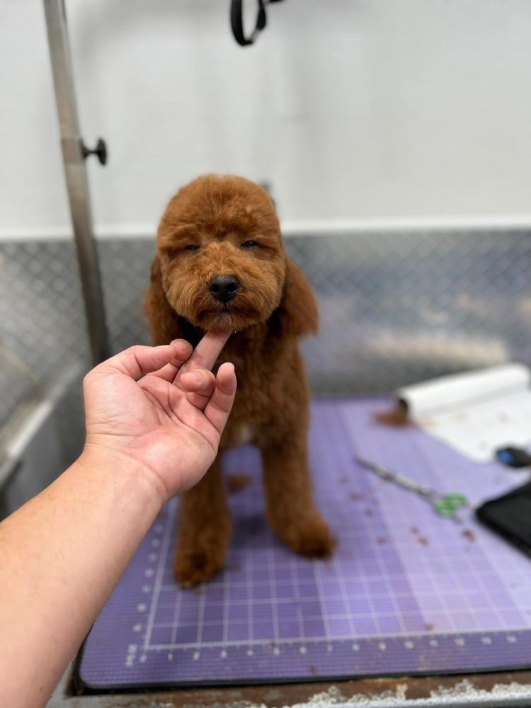 LILO’S MOBILE PET SPA - Updated October 2025 - 298 Photos & 120 Reviews ...