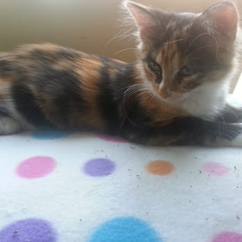 TENTH LIFE CAT RESCUE - Updated August 2025 - 143 Photos - 3202 ...