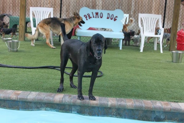 PRIMO DOG - Updated January 2026 - 21 Reviews - 1023 Partin Dr N ...