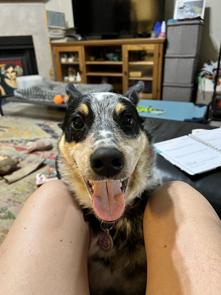 VENTURE DOG TRAINING - Updated March 2025 - 39 Photos & 19 Reviews ...