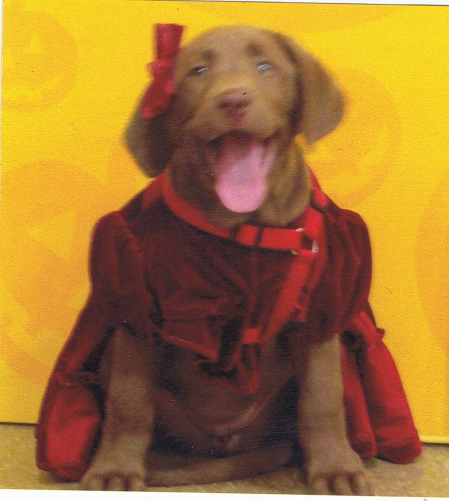 CANINE KIDS MALL - 22695 270th St, Cornell, Wisconsin - Pet Stores ...