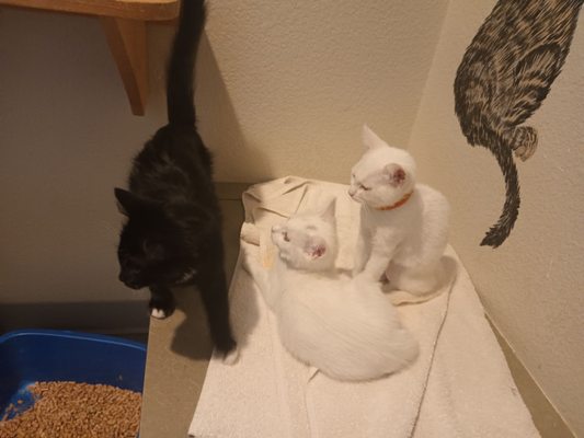 FIELDHAVEN FELINE CENTER - Updated January 2026 - 10 Photos & 39 ...