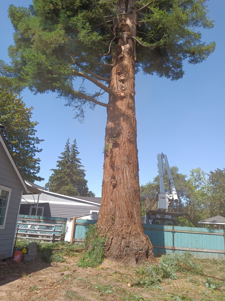 CHILDRESS TREE - Updated September 2025 - Albany, Oregon - Tree ...