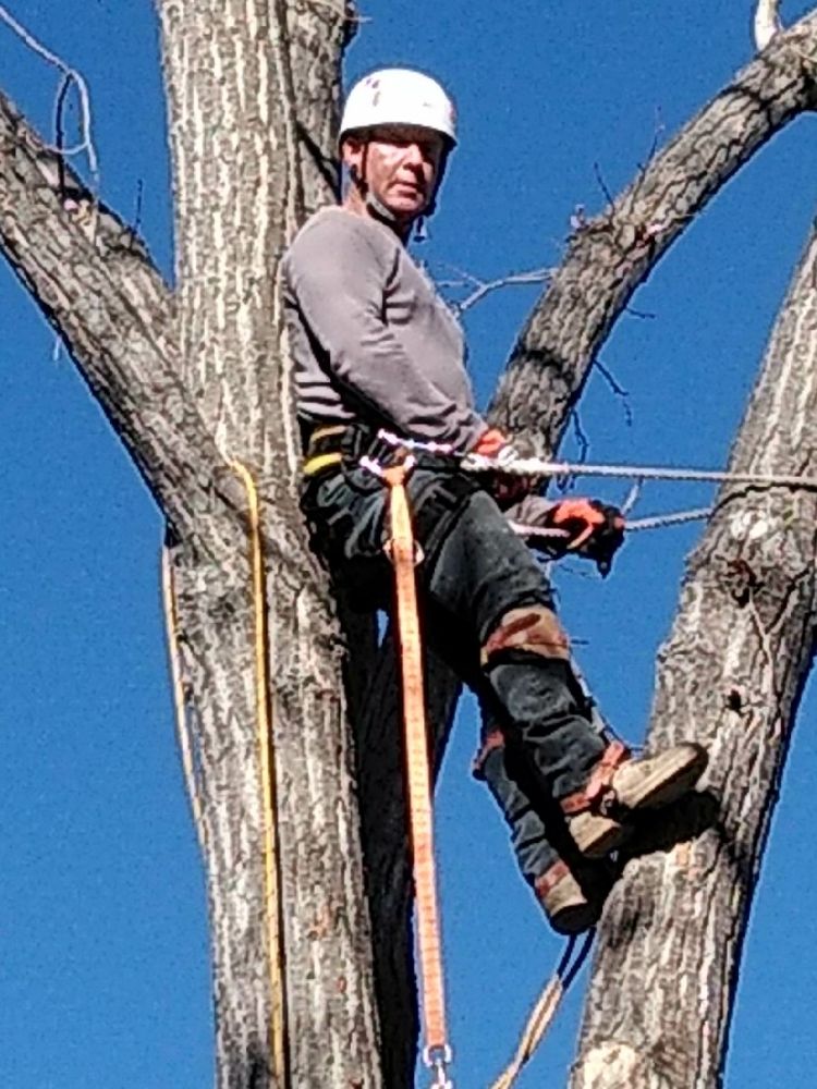 ALL AMERICAN TREE PLUS - Updated December 2025 - 25 Photos & 13 Reviews ...