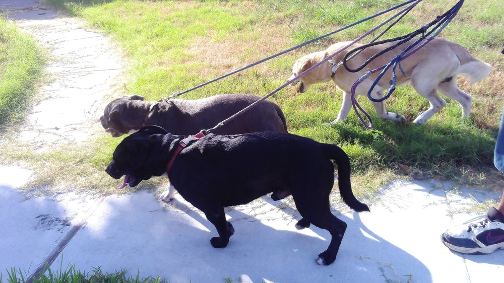 PET STEPS PET CARE - 11 Photos - Corpus Christi, Texas - Dog Walkers ...
