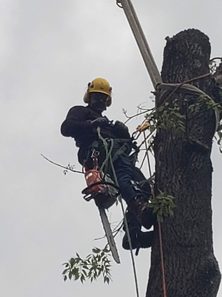 FREEDOM OUTDOOR SERVICES - Updated August 2025 - Glen Mills ...