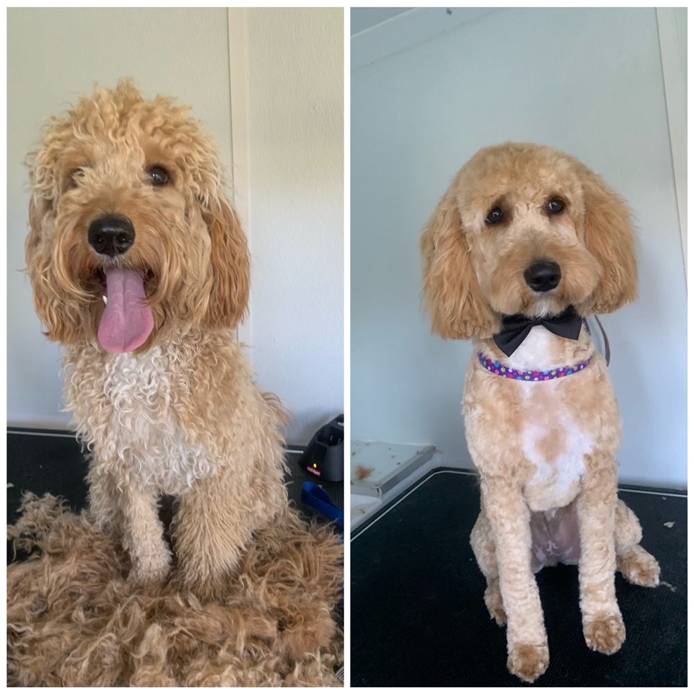 PAWGO - Updated October 2025 - 30 Photos - Panorama City, California ...