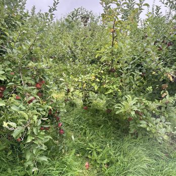 MASKER ORCHARDS - Updated January 2026 - 393 Photos & 236 Real Reviews ...