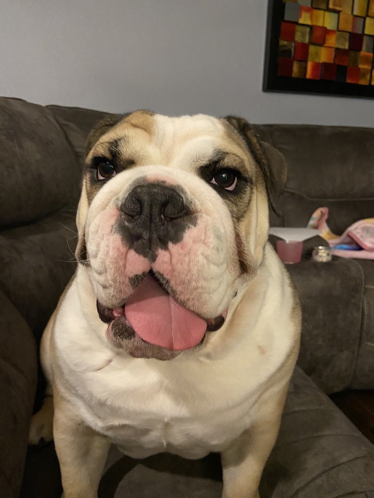 HIGH RIDGE ANIMAL HOSPITAL - Updated July 2025 - 13 Reviews - 2612 ...