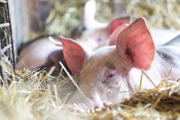 CRITTER BARN - Updated November 2024 - 53 Photos & 29 Reviews - 2950 ...