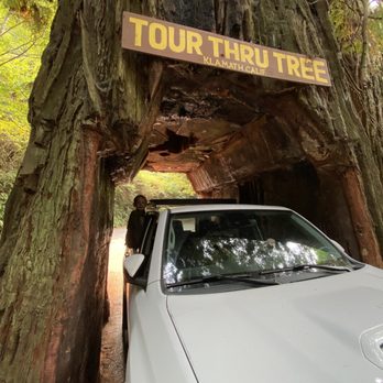 TOUR THRU TREE - Updated December 2025 - 92 Photos & 55 Reviews - 430 ...
