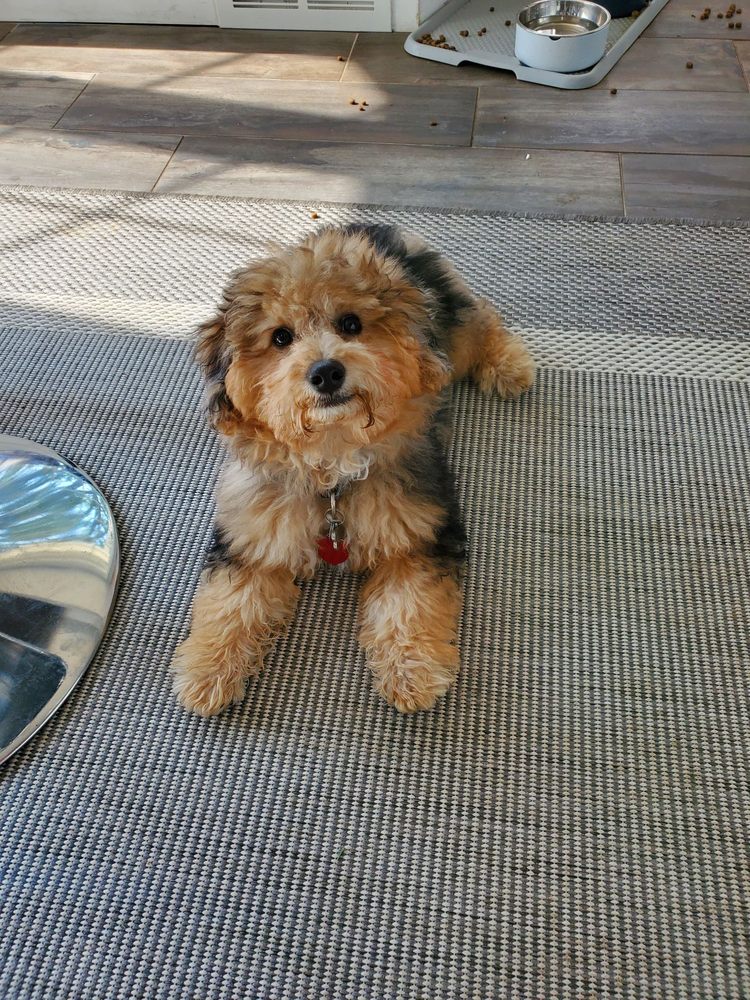 Photos of MAHOMET ANIMAL HOSPITAL - Updated August 2024 - 24 Photos ...