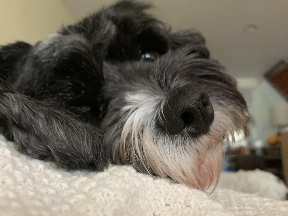 HEARTLAND PET SALON - Updated January 2026 - 33 Photos & 12 Reviews ...