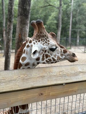 BEE CITY ZOO - Updated December 2025 - 419 Photos & 124 Reviews - 1066 ...