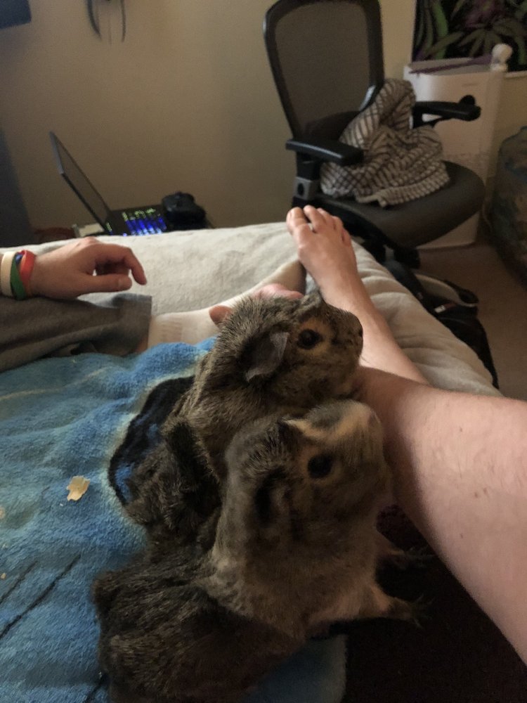 MONTGOMERY COUNTY SPCA - Updated December 2024 - 14 Reviews - 1059 ...