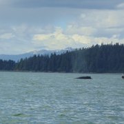 DOLPHIN JET BOAT TOURS - 40 Photos & 75 Reviews - 11547 Glacier Hwy ...