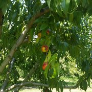 BUSH NECK FARM - CSA - 1502 Bush Neck Rd, Williamsburg, VA - Phone ...