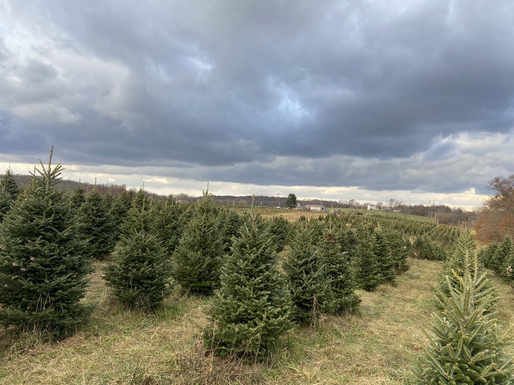 WALSH TREE FARM - Updated August 2025 - 9068 Eden Church Rd, Saint ...