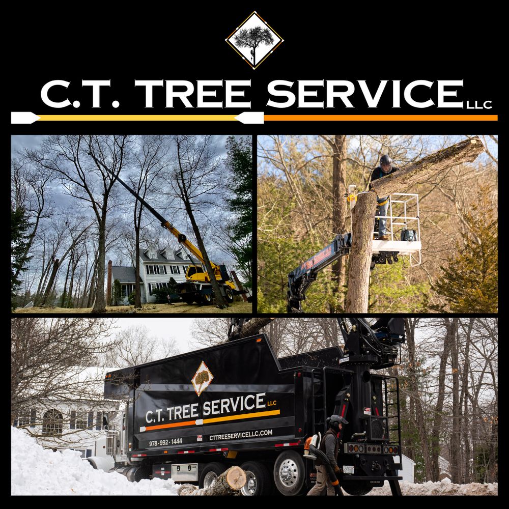 C T TREE SERVICE - 106 Ledge Rd, Seabrook, New Hampshire - Tree ...