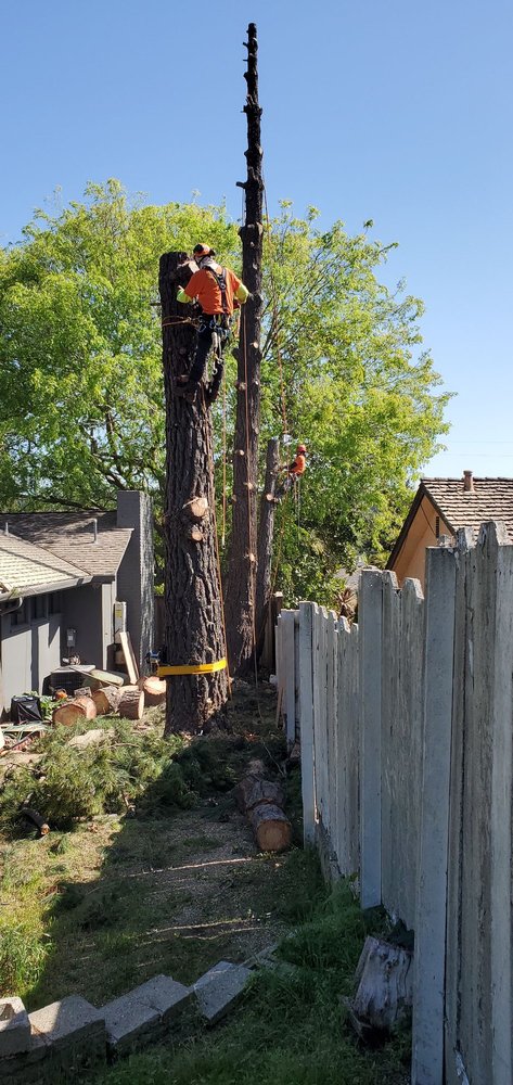 HERNANDEZ TREE SERVICE - Updated May 2024 - 71 Photos & 54 Reviews ...