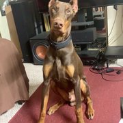 AVOCADO ANIMAL HOSPITAL OF FALLBROOK - 30 Photos & 70 Reviews - 1111 E ...