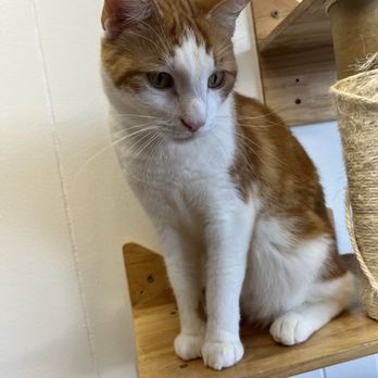 CATFE MONTCLAIR - Updated December 2025 - 35 Photos & 12 Reviews - 356 ...