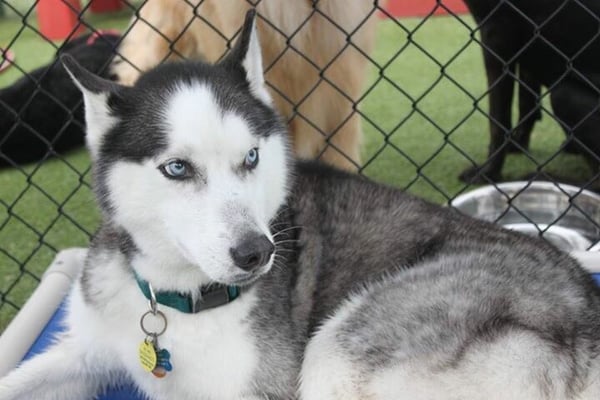 PRIMO DOG - Updated October 2025 - 21 Reviews - 1023 Partin Dr N ...