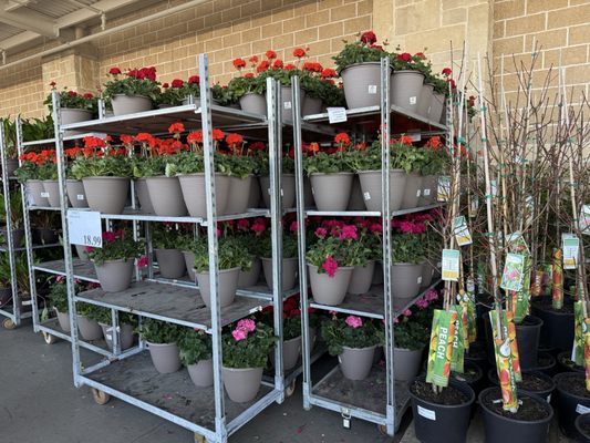 COSTCO - Updated May 2025 - 248 Photos & 153 Reviews - 11220 Dallas ...