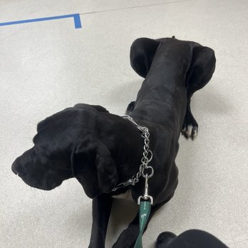 DIRK BUTCHKO PRO VET - Updated June 2025 - 163 Photos & 357 Reviews ...