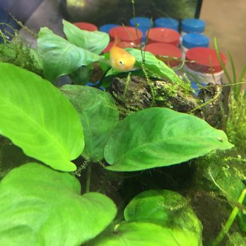 THAT FISH PLACE - THAT PET PLACE - Updated July 2025 - 149 Photos & 149 ...