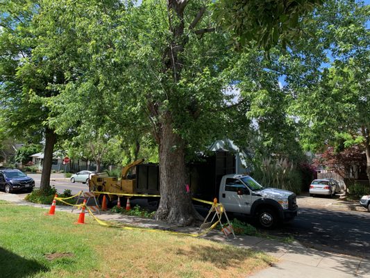 MAJESTIC TREE SERVICE - Updated May 2024 - 222 Photos & 619 Reviews ...