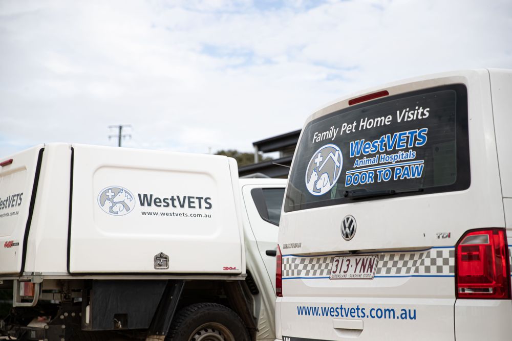 WESTVETS VETERINARY PRACTICE - Cnr Mt Crosby & Hawkesbury Rds, Anstead ...