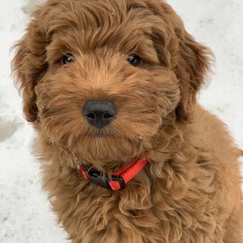 AMERICAN GOLDENDOODLE - Updated January 2026 - 103 Photos & 55 Reviews ...