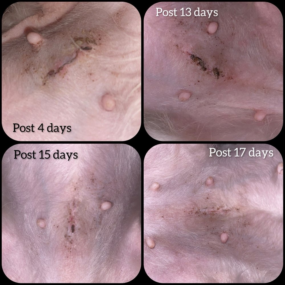 PETWORKS EXPRESS - Updated December 2025 - 17 Photos & 78 Reviews ...